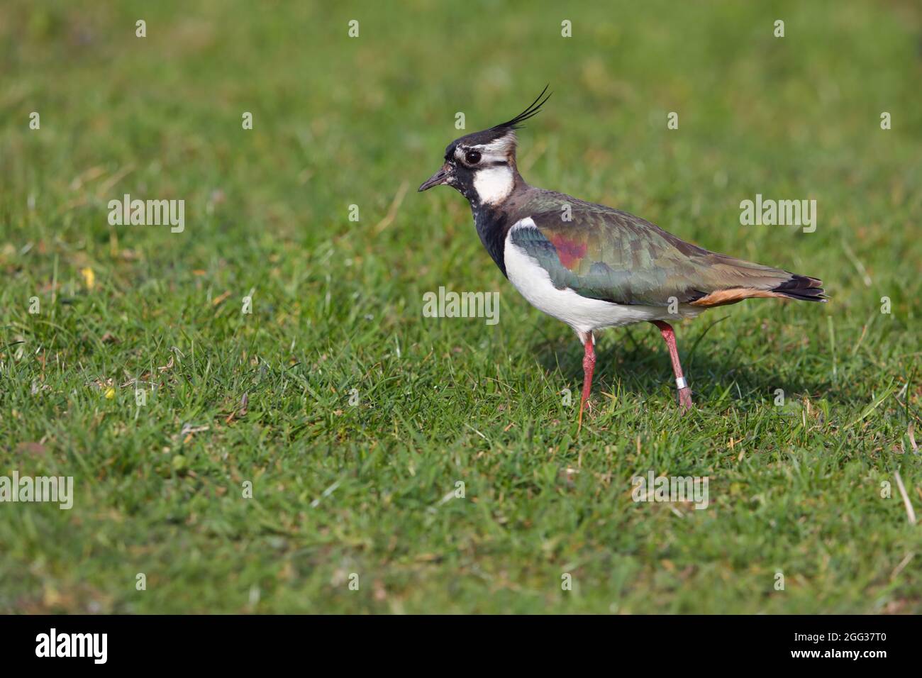 Lapwing and ringed plover hi-res stock photography and images - Alamy