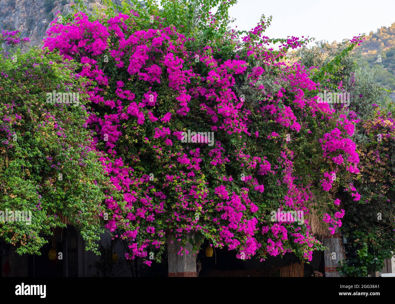 Bougainvillea flowers from Oludeniz. Fethiye, Mugla, Turkey Stock Photo ...