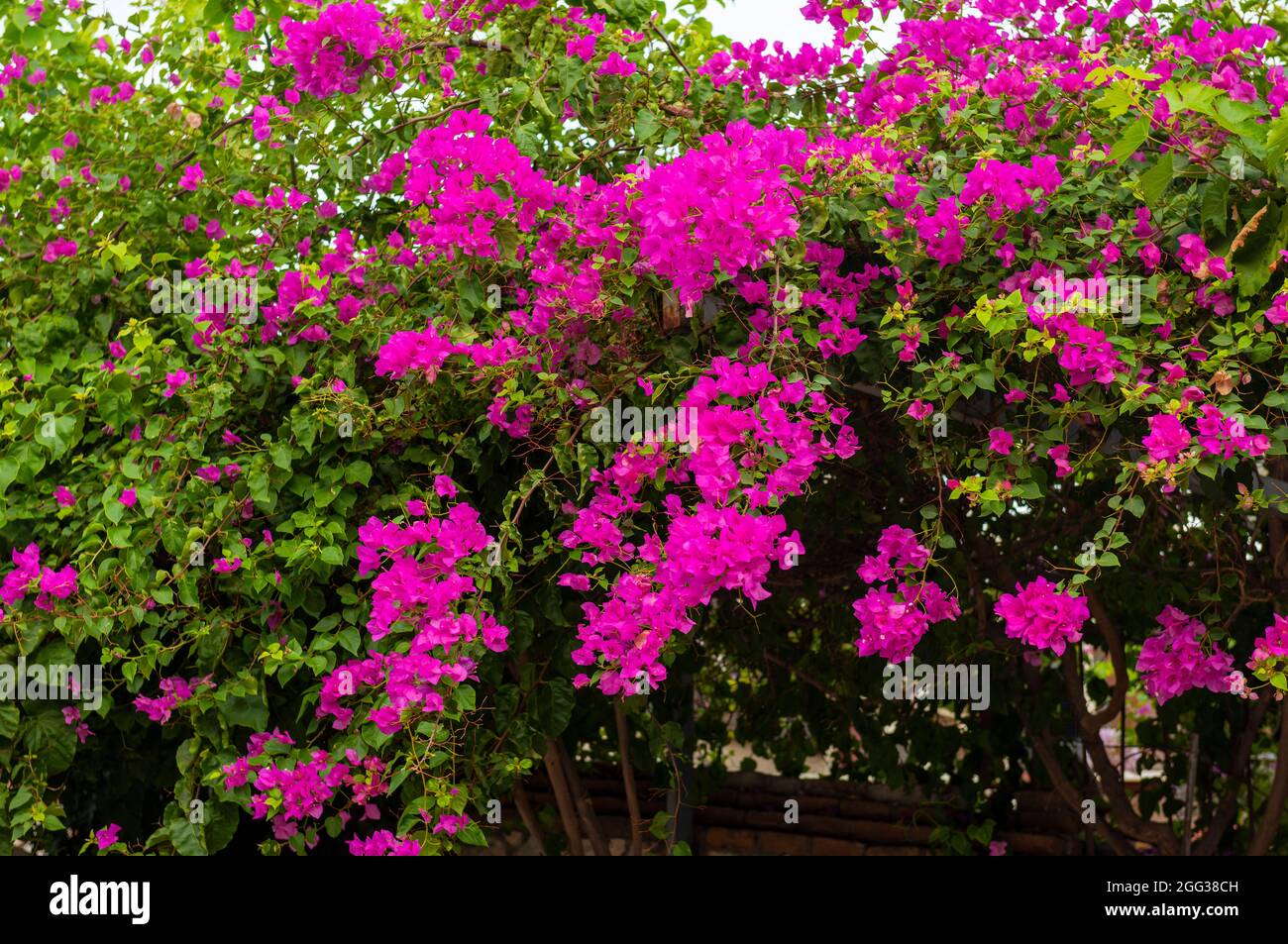 Bougainvillea bodrum hi-res stock photography and images - Alamy