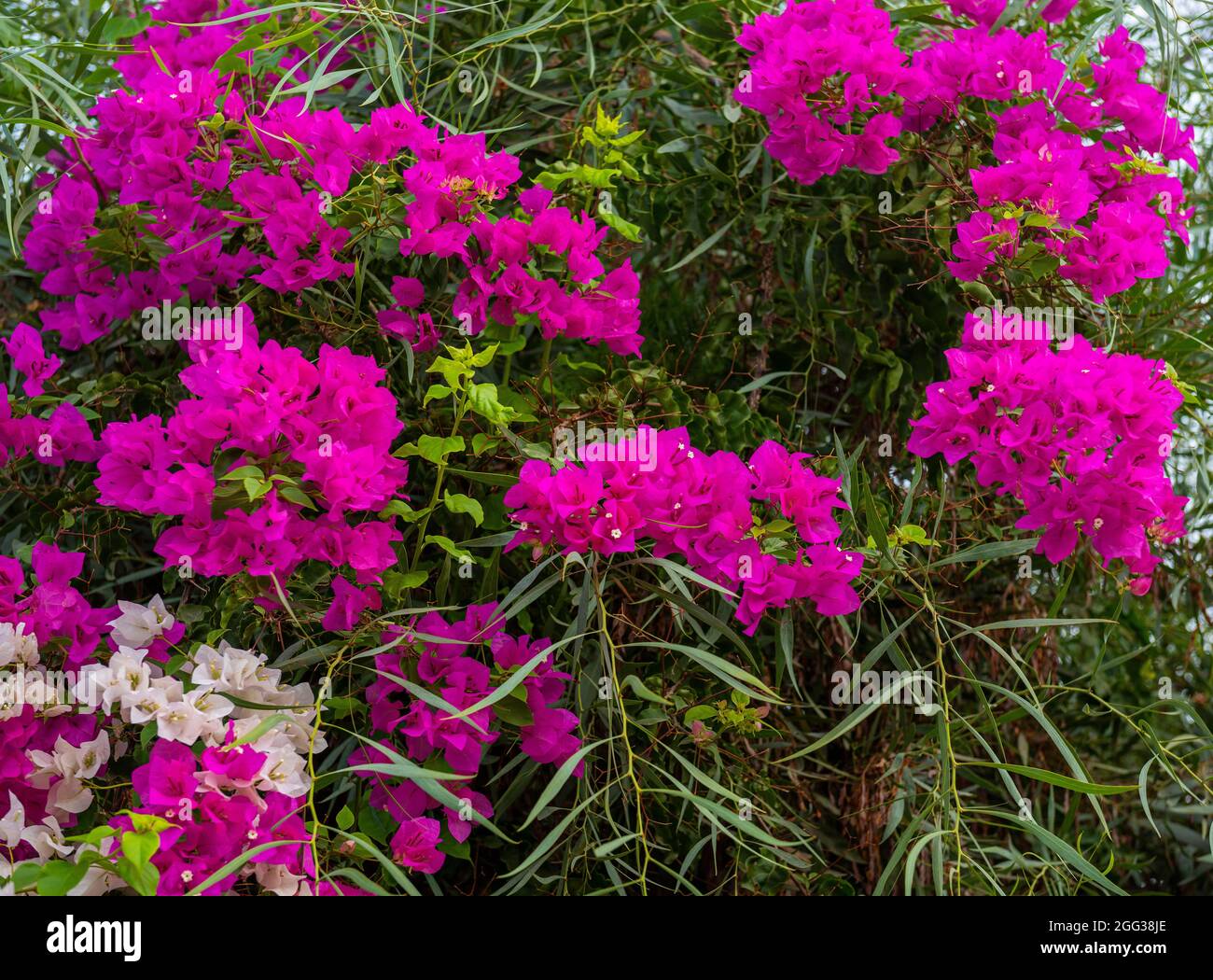 Bougainvillea flowers from Oludeniz. Fethiye, Mugla, Turkey Stock Photo ...