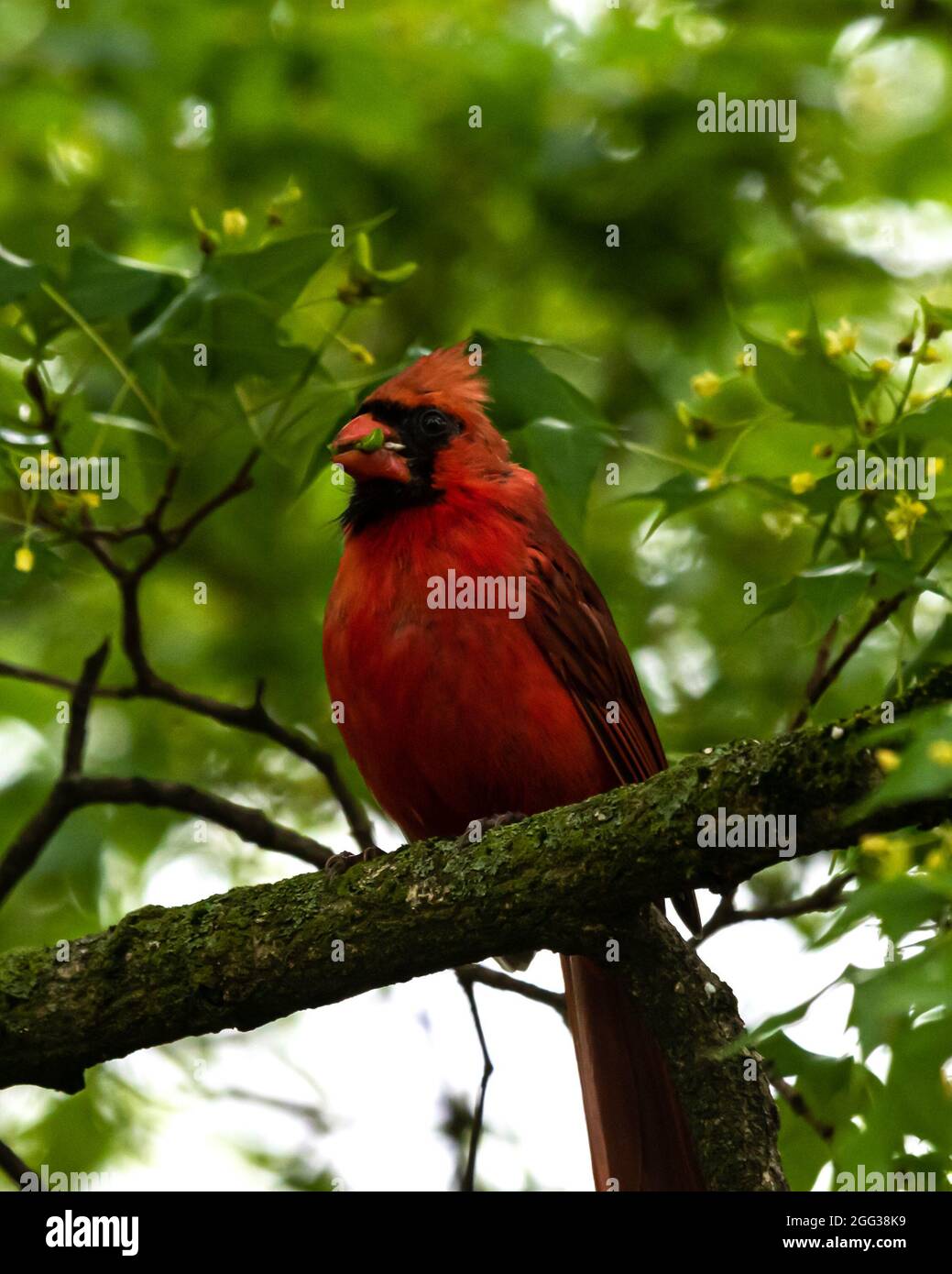 Male Northern Red Cardinal (Cardinalis cardinalis), perched on a tree ...