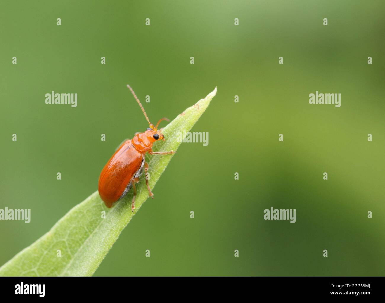 Small insects with blur background hi-res stock photography and images ...