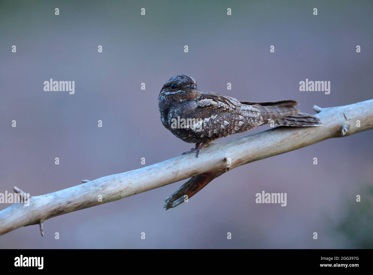 Nightjar england hi-res stock photography and images - Alamy
