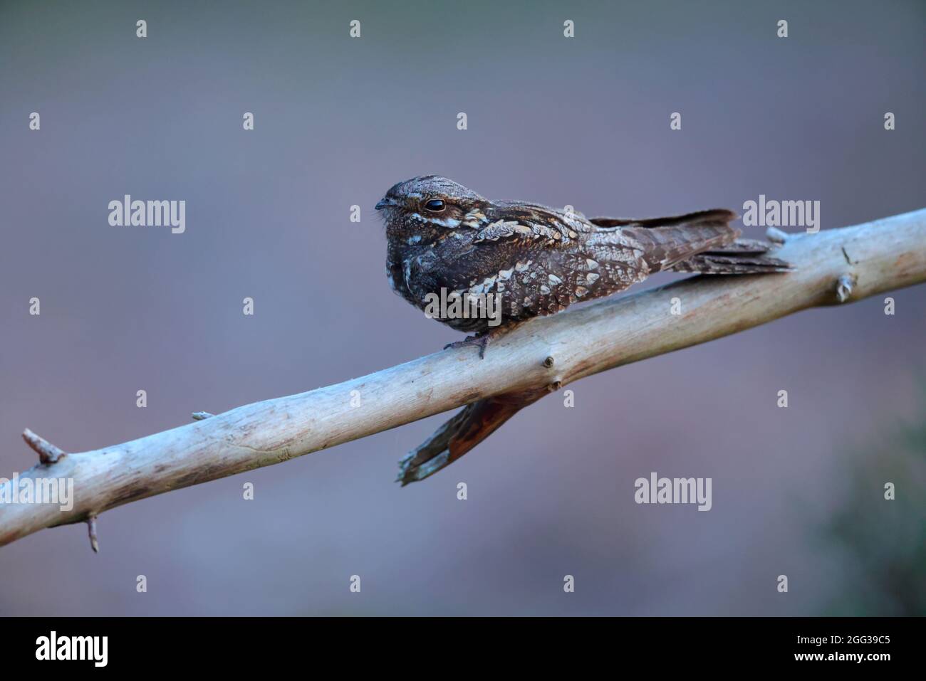 Nightjar england hi-res stock photography and images - Alamy