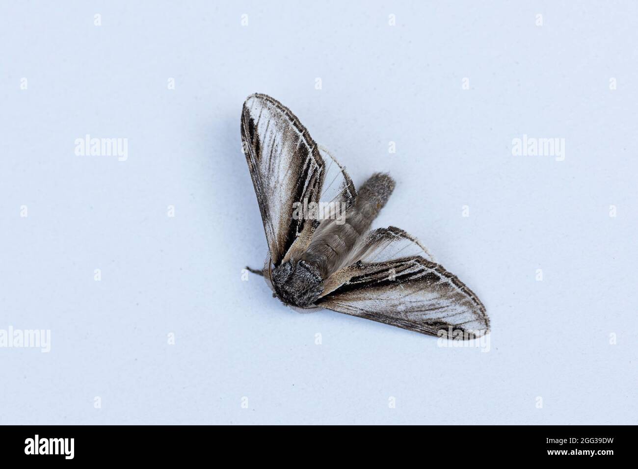 Pale prominent moth hi-res stock photography and images - Alamy