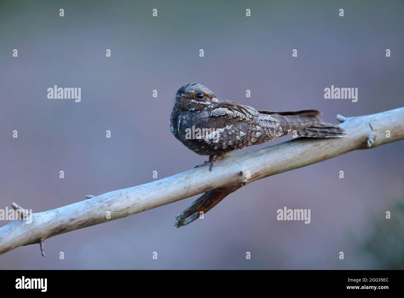 Nightjar england hi-res stock photography and images - Alamy