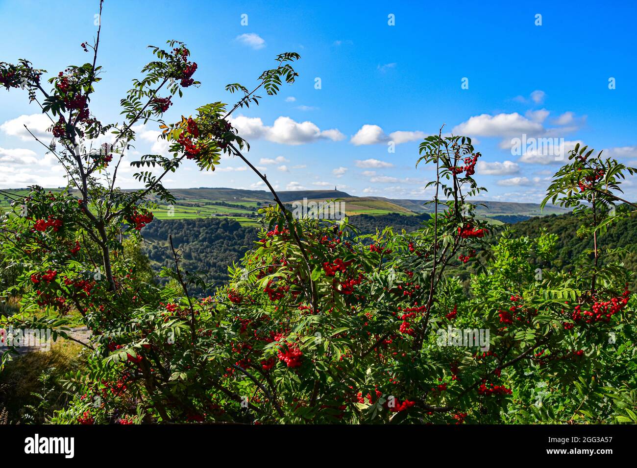 Rowan Tree looking to Stoodley Pike, Colden Clough, Calderdale ...