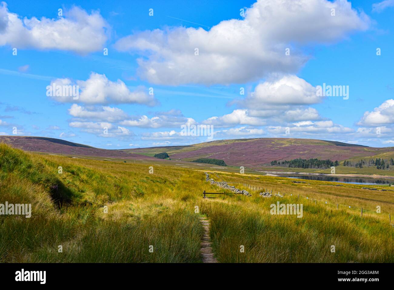 Purple Heather at Gorple Reservoir, Widdop, Pennines, West Yorkshire ...