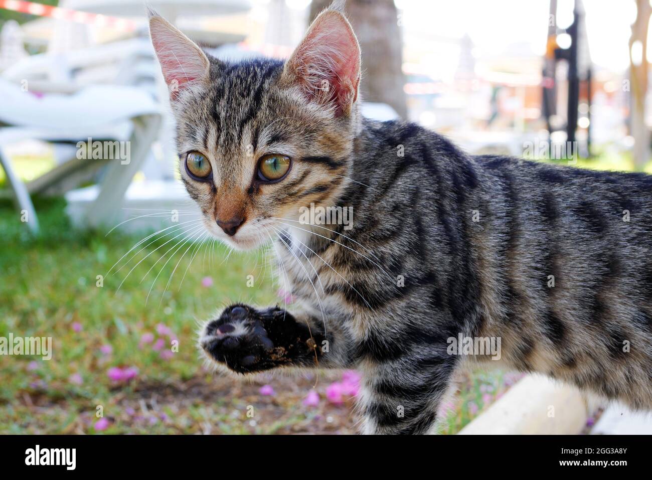 Serious grey striped kitten standing with lifted paw. Closeup of tabby ...