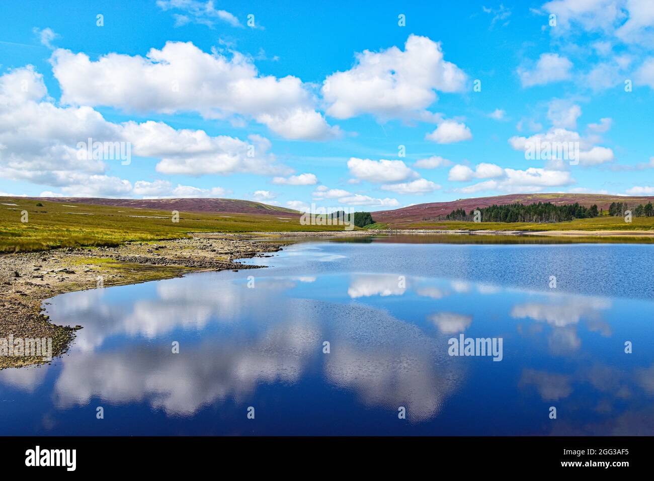 Purple Heather at Gorple Reservoir, Widdop, Pennines, West Yorkshire ...