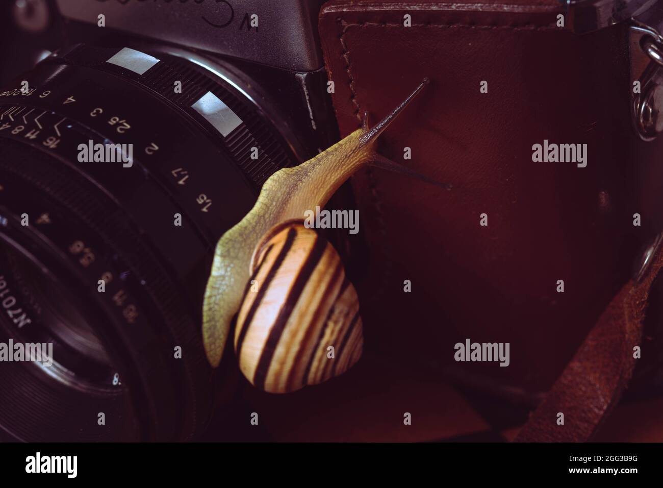 Snail and camera, macro photography. Garden snail close-up. Artistic ...