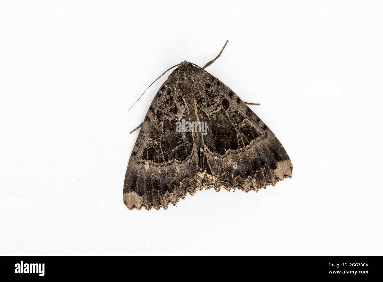 Old lady moth hi-res stock photography and images - Alamy