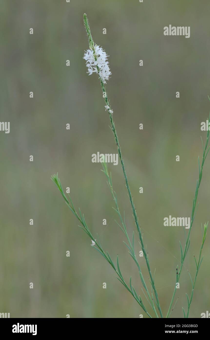 False gaura hi-res stock photography and images - Alamy