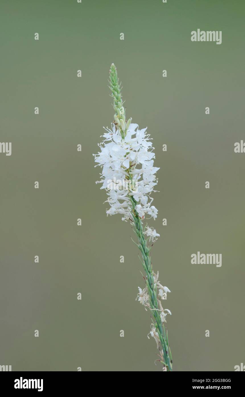 False Gaura, Stenosiphon linifolius Stock Photo - Alamy