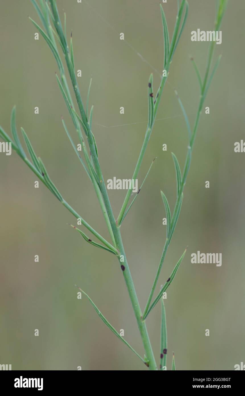 False Gaura, Stenosiphon linifolius, stem and leaves Stock Photo - Alamy