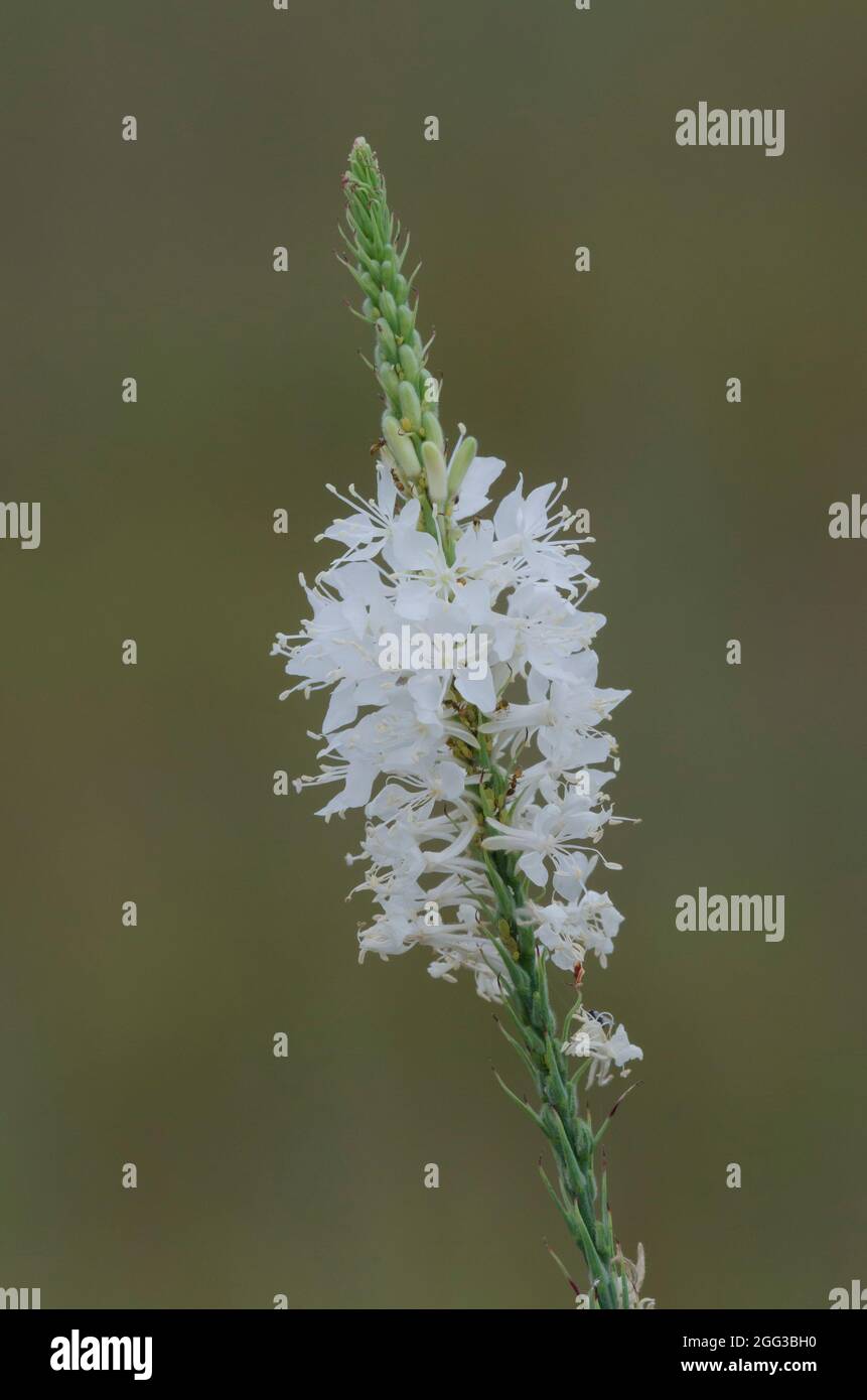 False gaura hi-res stock photography and images - Alamy