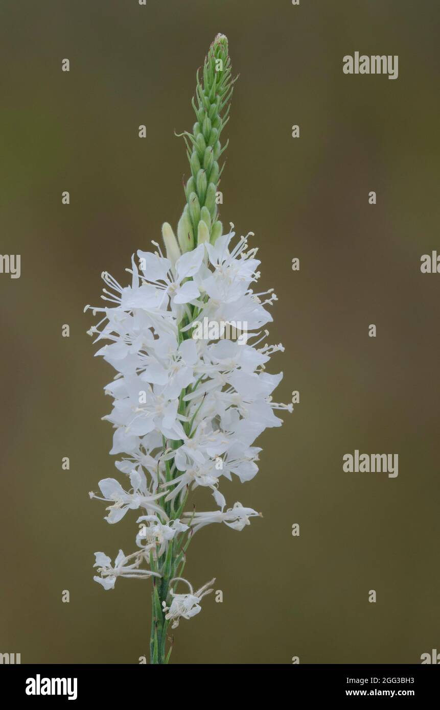 False gaura hi-res stock photography and images - Alamy