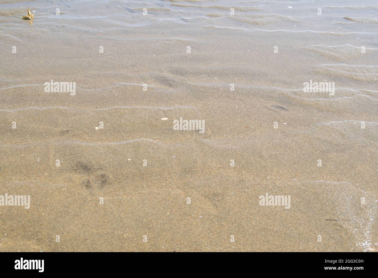 Shore of a beach where you can see a large stretch of sand and shells ...