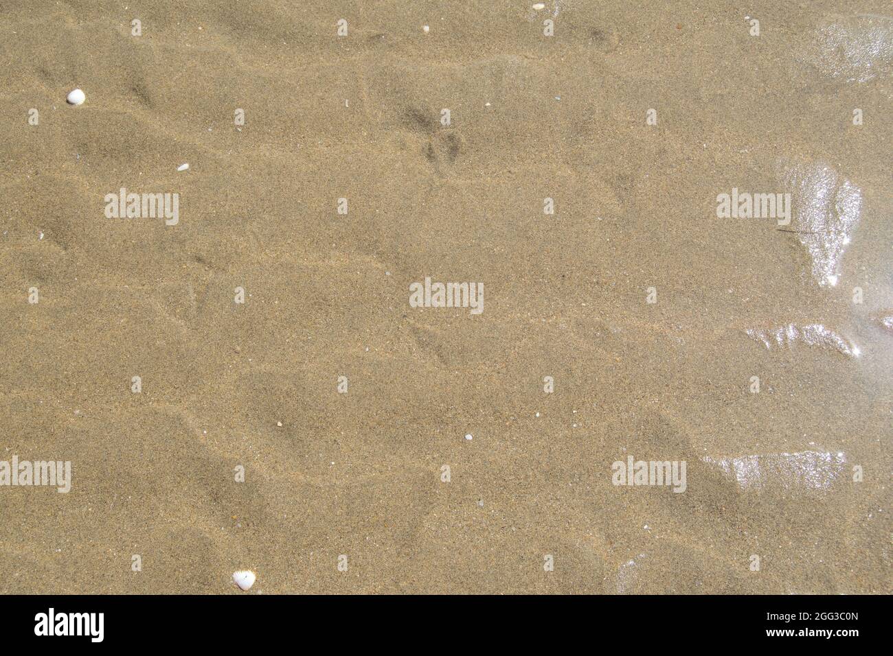 Shore of a beach where you can see a large stretch of sand and shells ...