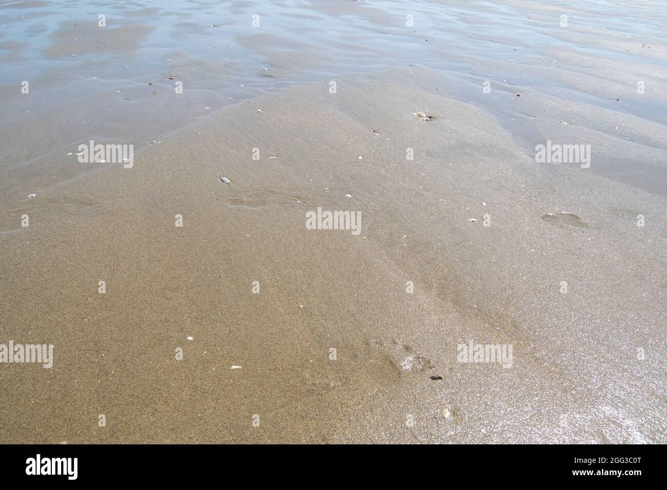 Shore of a beach with sea shells. Background and elements design Stock ...