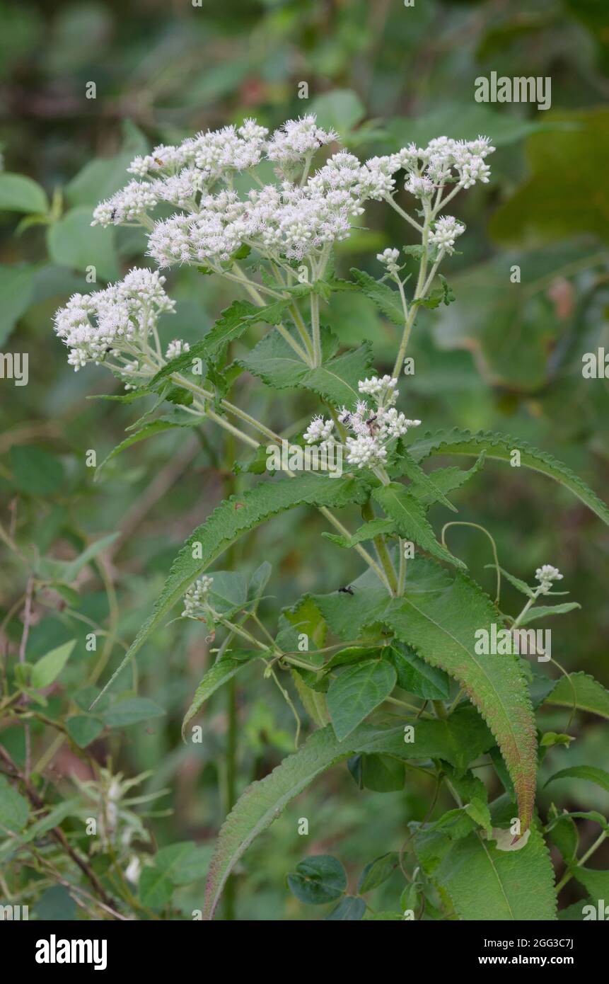 Common Boneset, Eupatorium perfoliatum Stock Photo - Alamy