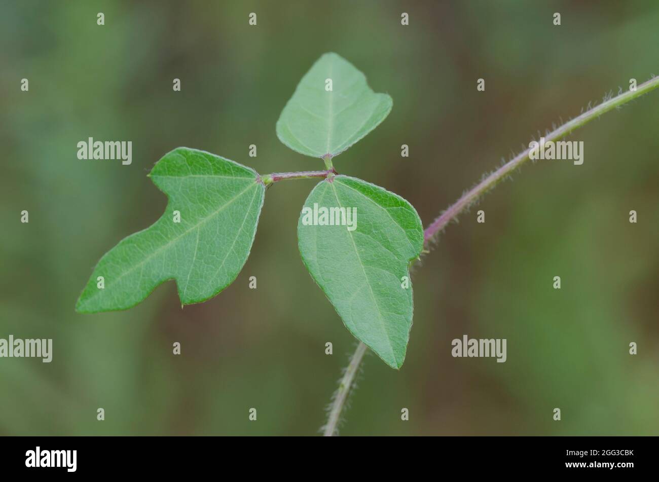 Trailing Fuzzybean, Strophostyles helvola, stem and leaves Stock Photo ...