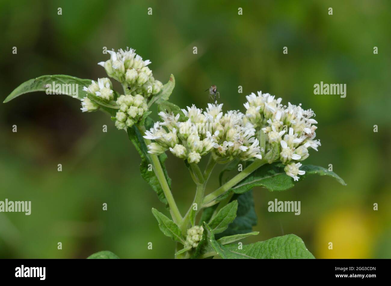 Frostweed, Verbesina virginica Stock Photo - Alamy