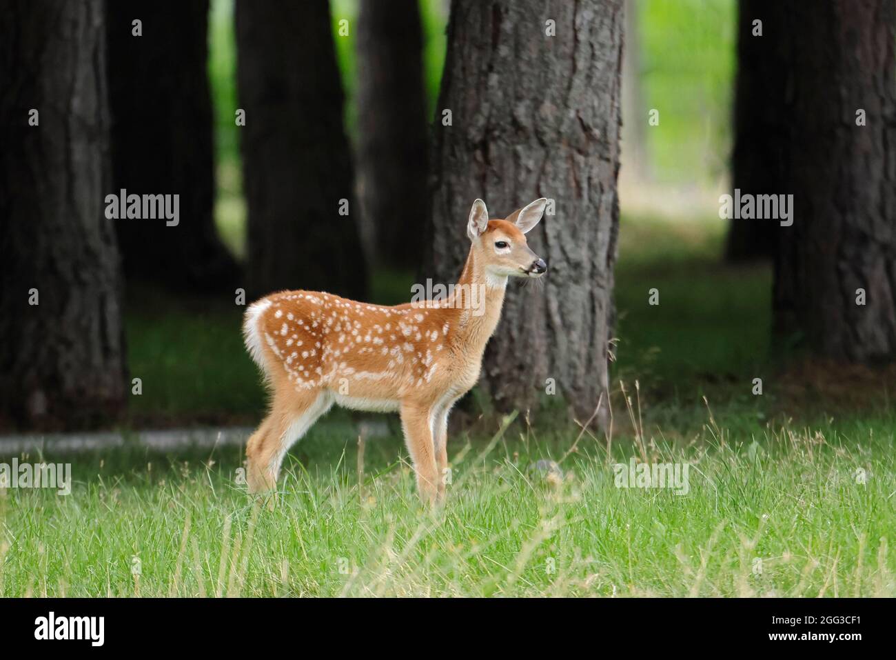 A side view of a cute fawn in a grassy field near Newman Lake ...