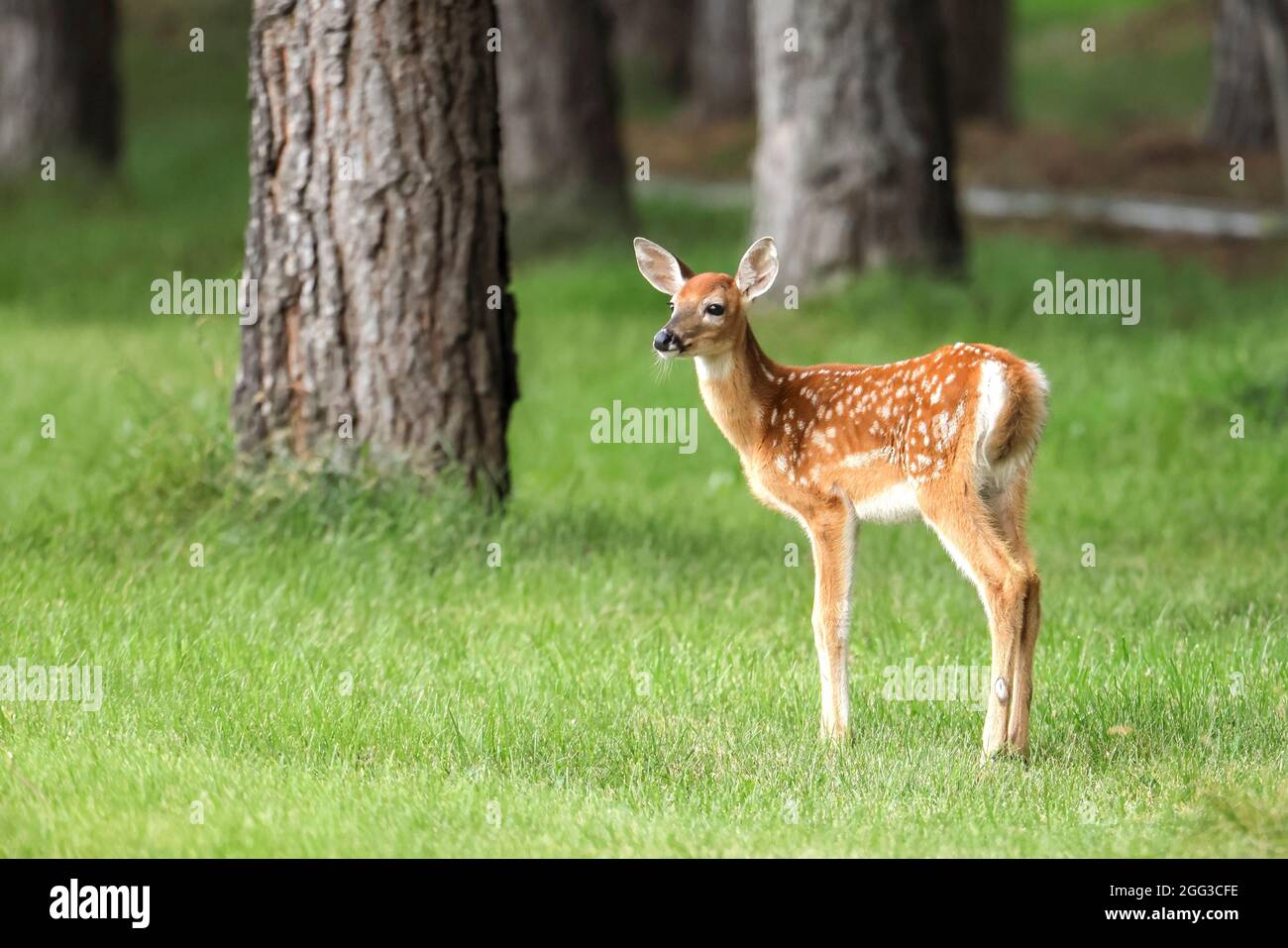 Whitetail deer side view hi-res stock photography and images - Alamy