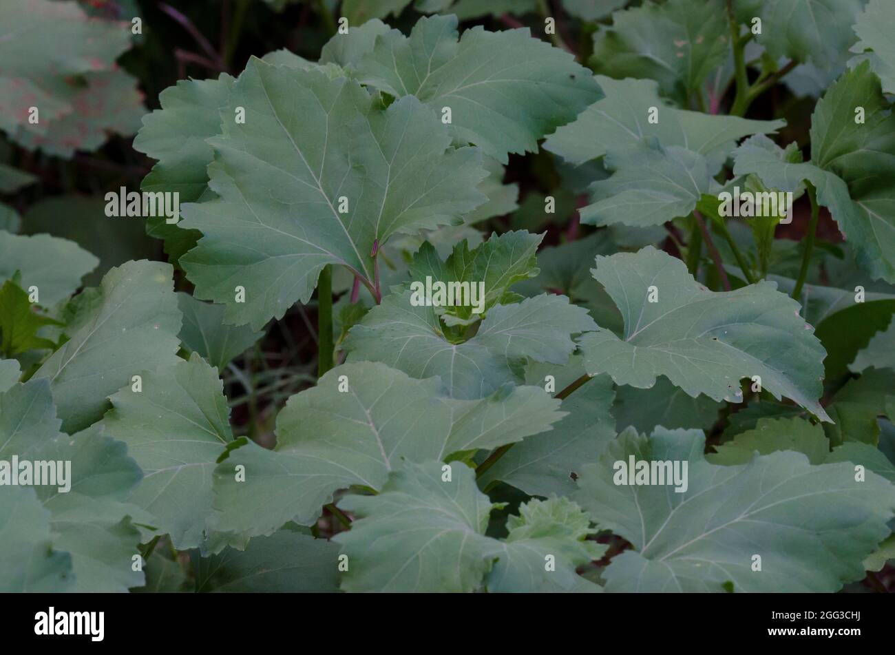 Cocklebur hi-res stock photography and images - Alamy