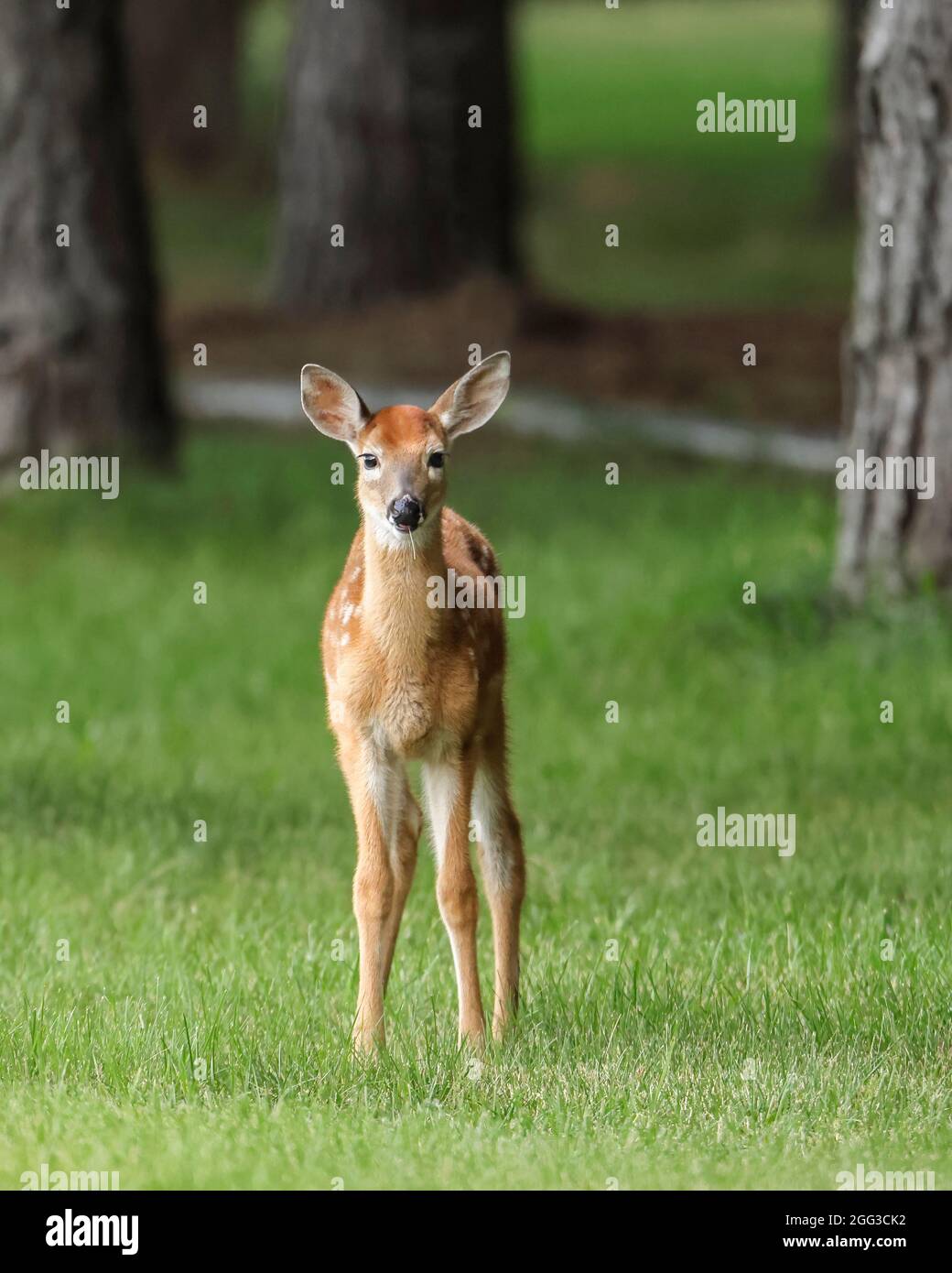Deer faces hi-res stock photography and images - Alamy