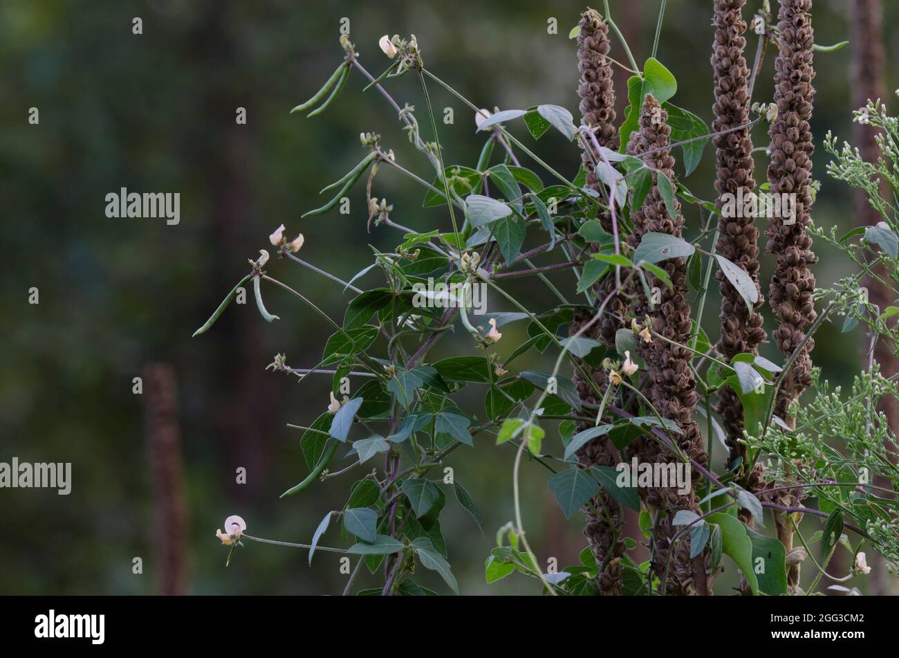 Trailing wild bean hi-res stock photography and images - Alamy