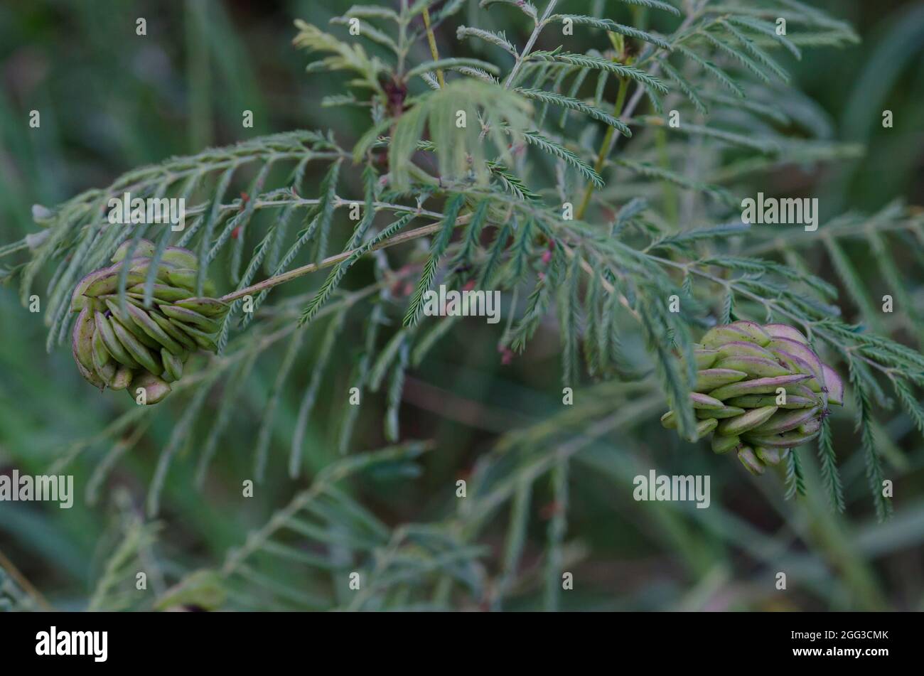 Illinois Bundleflower, Desmanthus illinoensis, fruit Stock Photo - Alamy