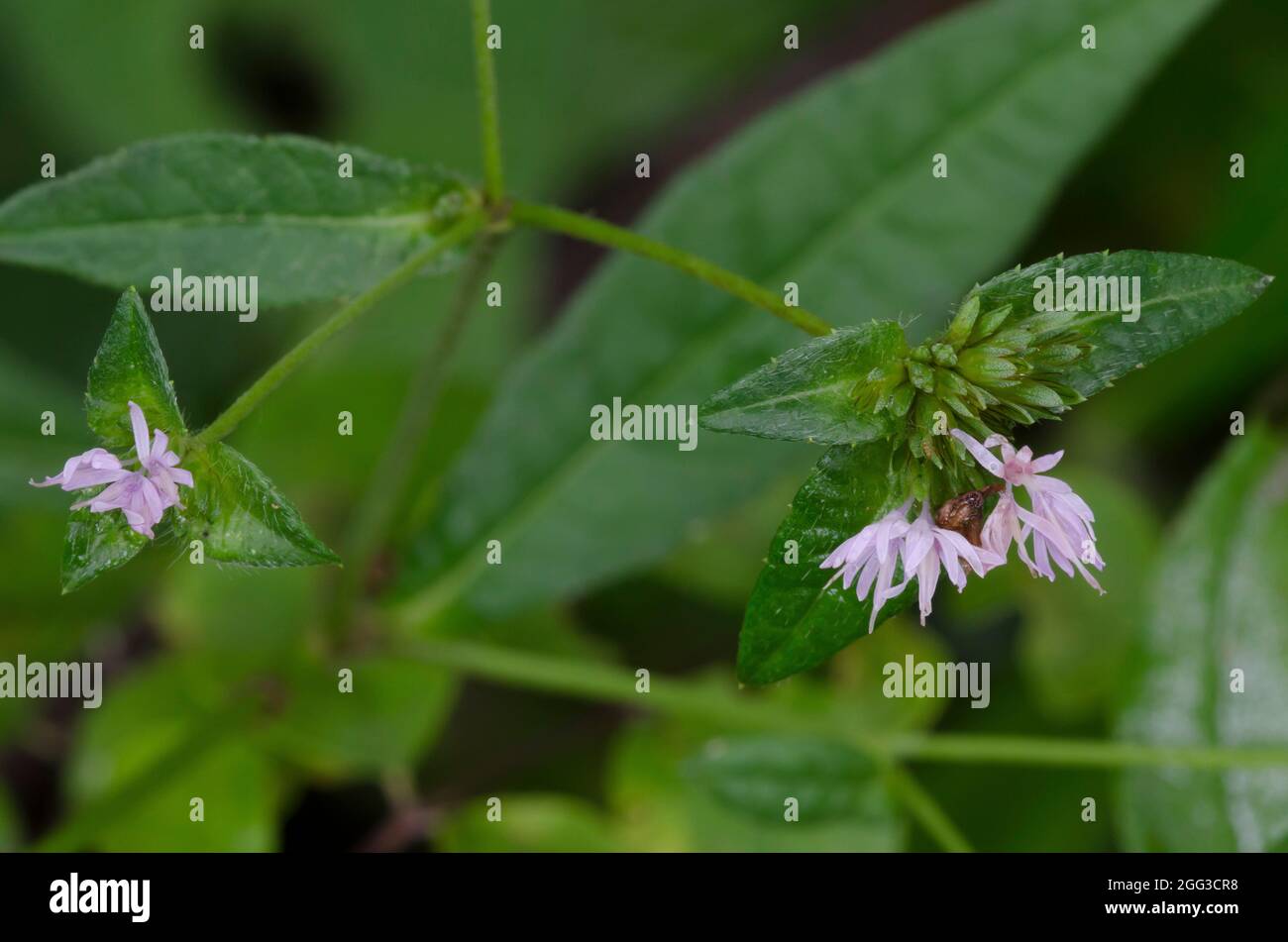 Carolina Elephantsfoot, Elephantopus carolinianus Stock Photo - Alamy