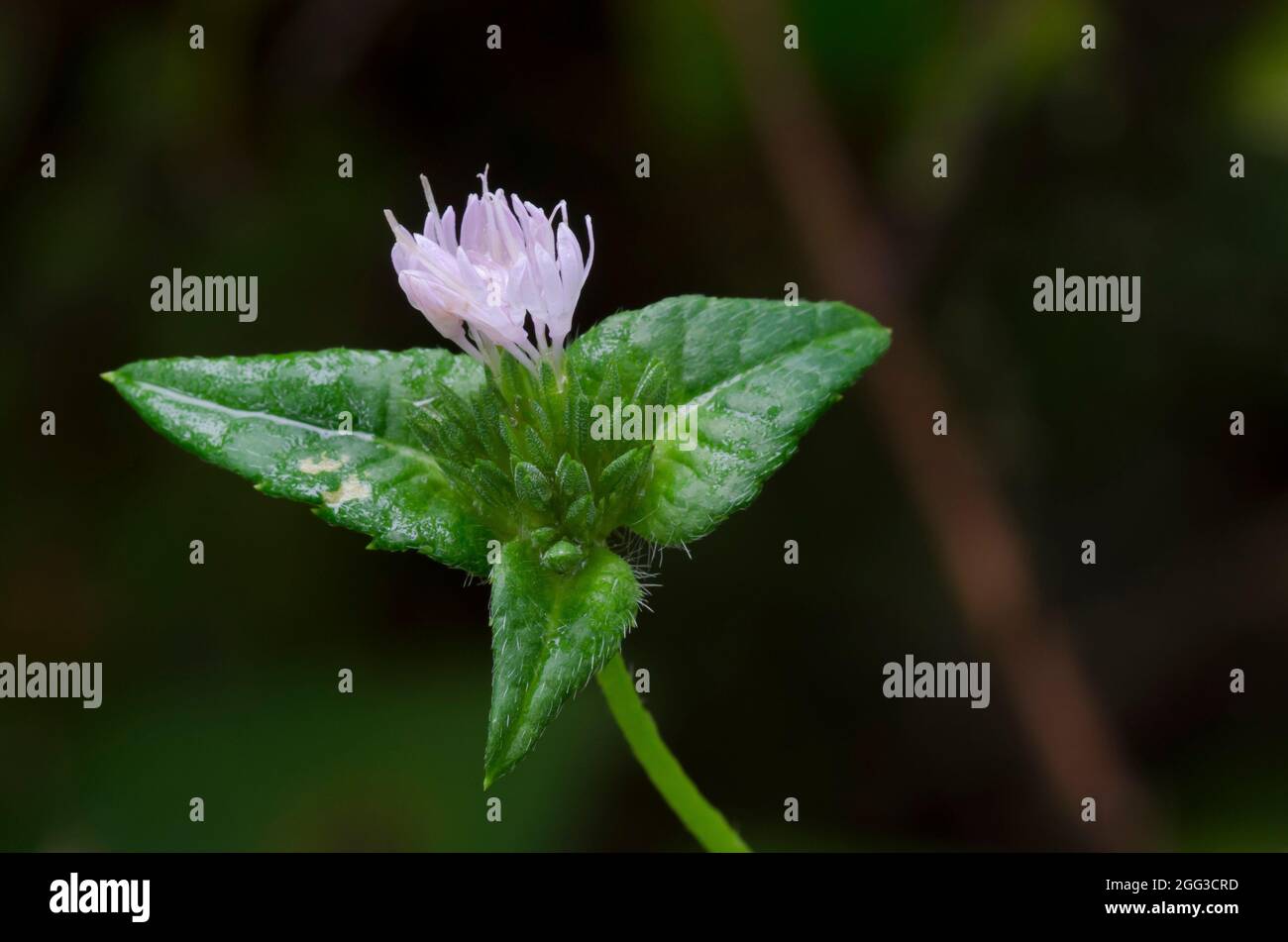 Carolina elephantsfoot hi-res stock photography and images - Alamy