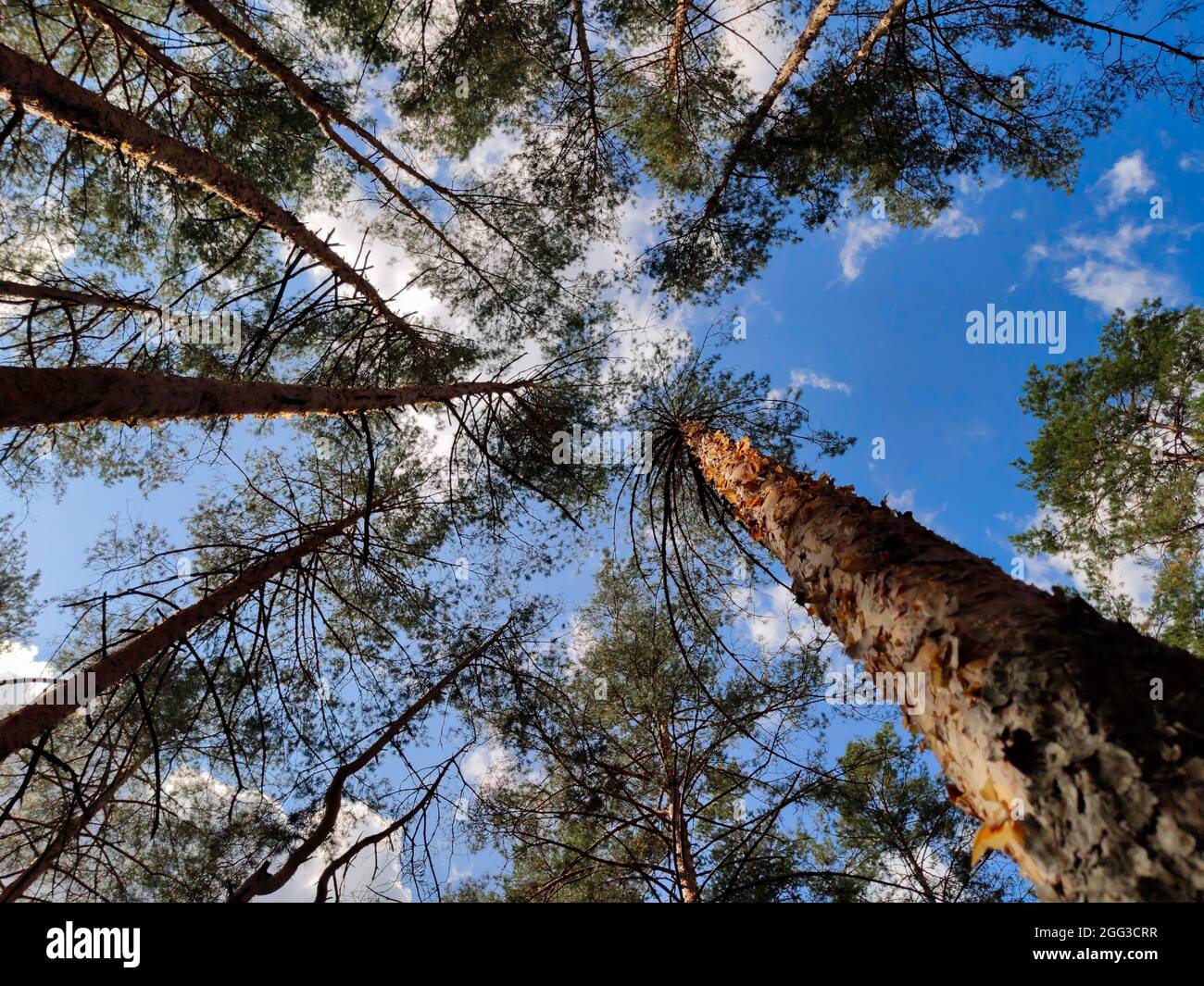 pine tree trunks pine trees that stretch up it's all taken at a super ...