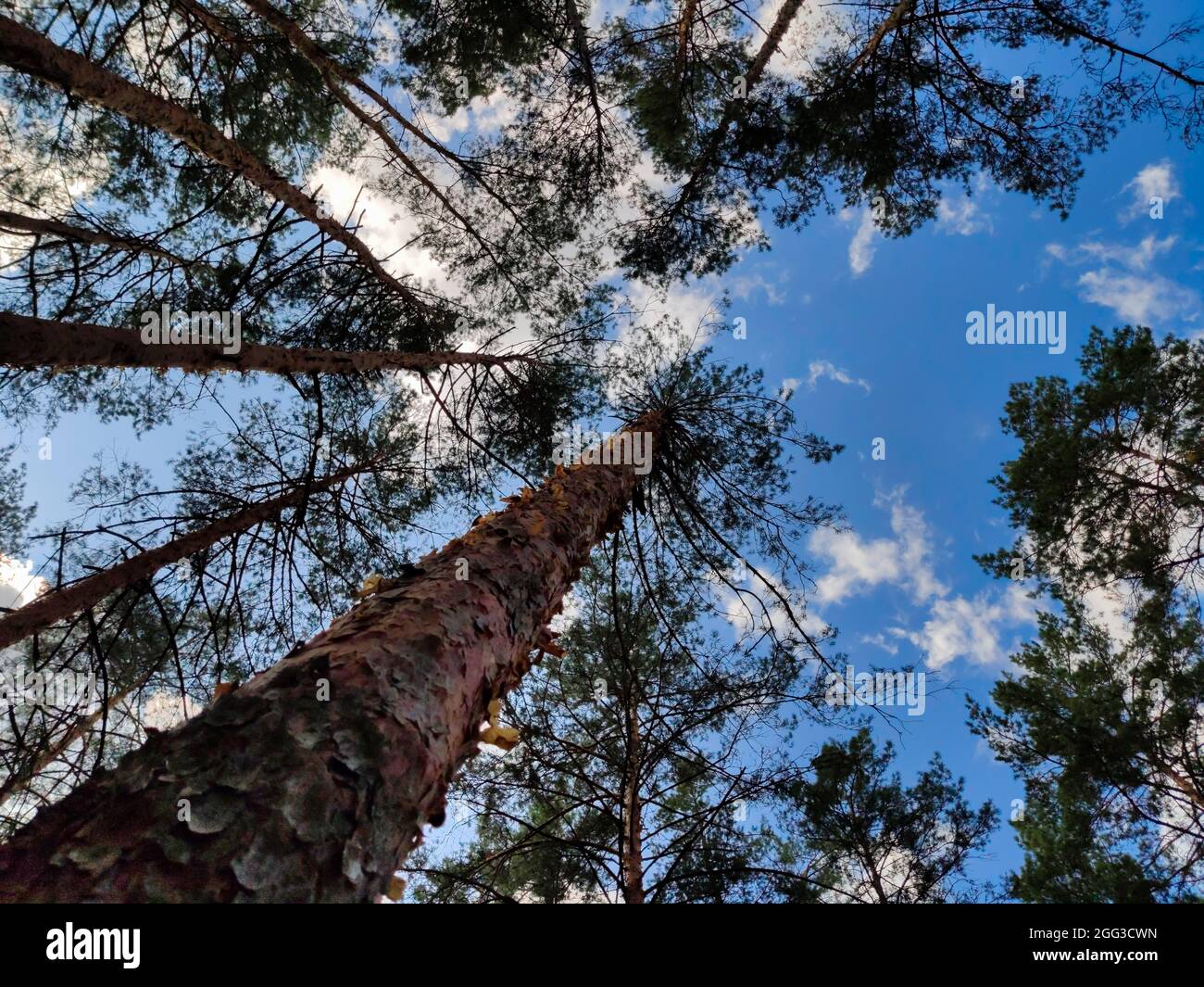 pine tree trunks pine trees that stretch up it's all taken at a super ...