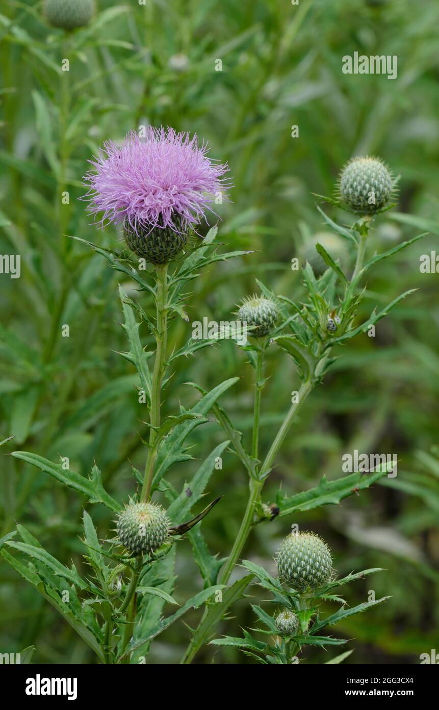 Cirsium altissimum tall thistle hi-res stock photography and images - Alamy
