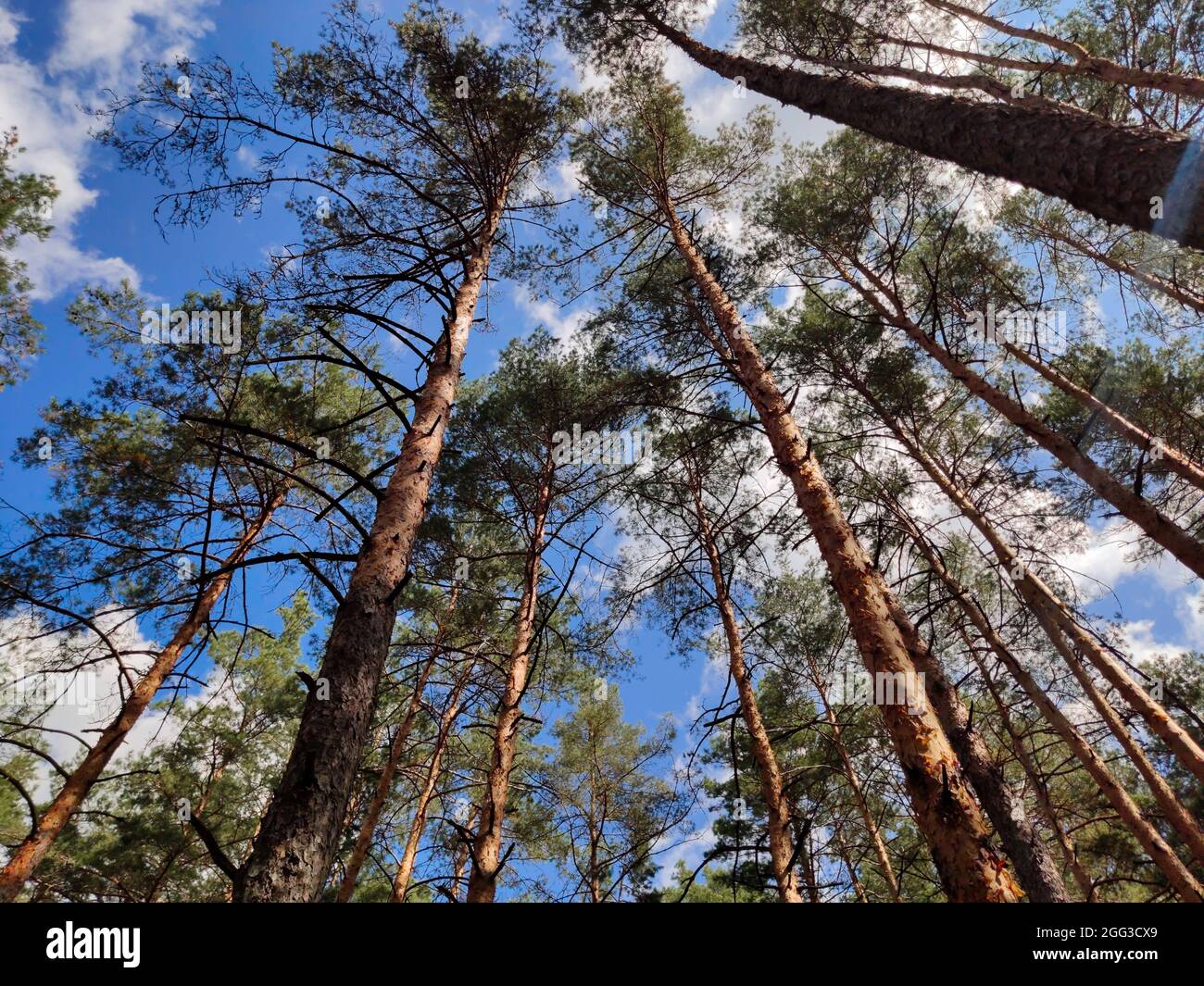 pine tree trunks pine trees that stretch up it's all taken at a super ...