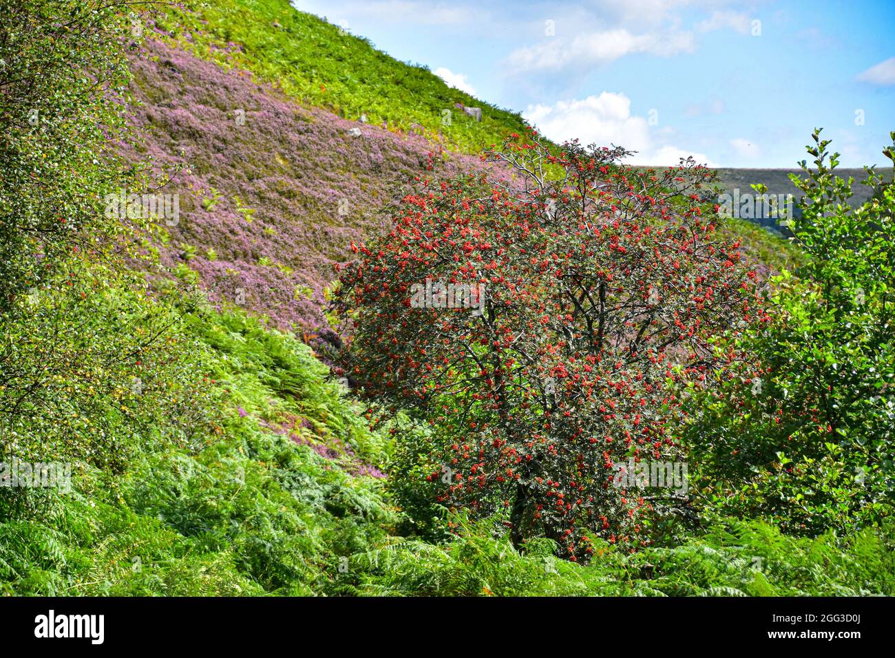 Rowan and Heather in Blake Dean, Hardcastle Crags, Hebden Bridge ...