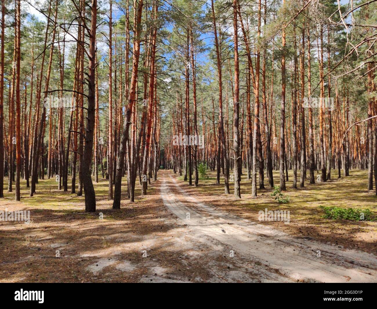 a forest path that stretches between the pines in the forest Stock ...