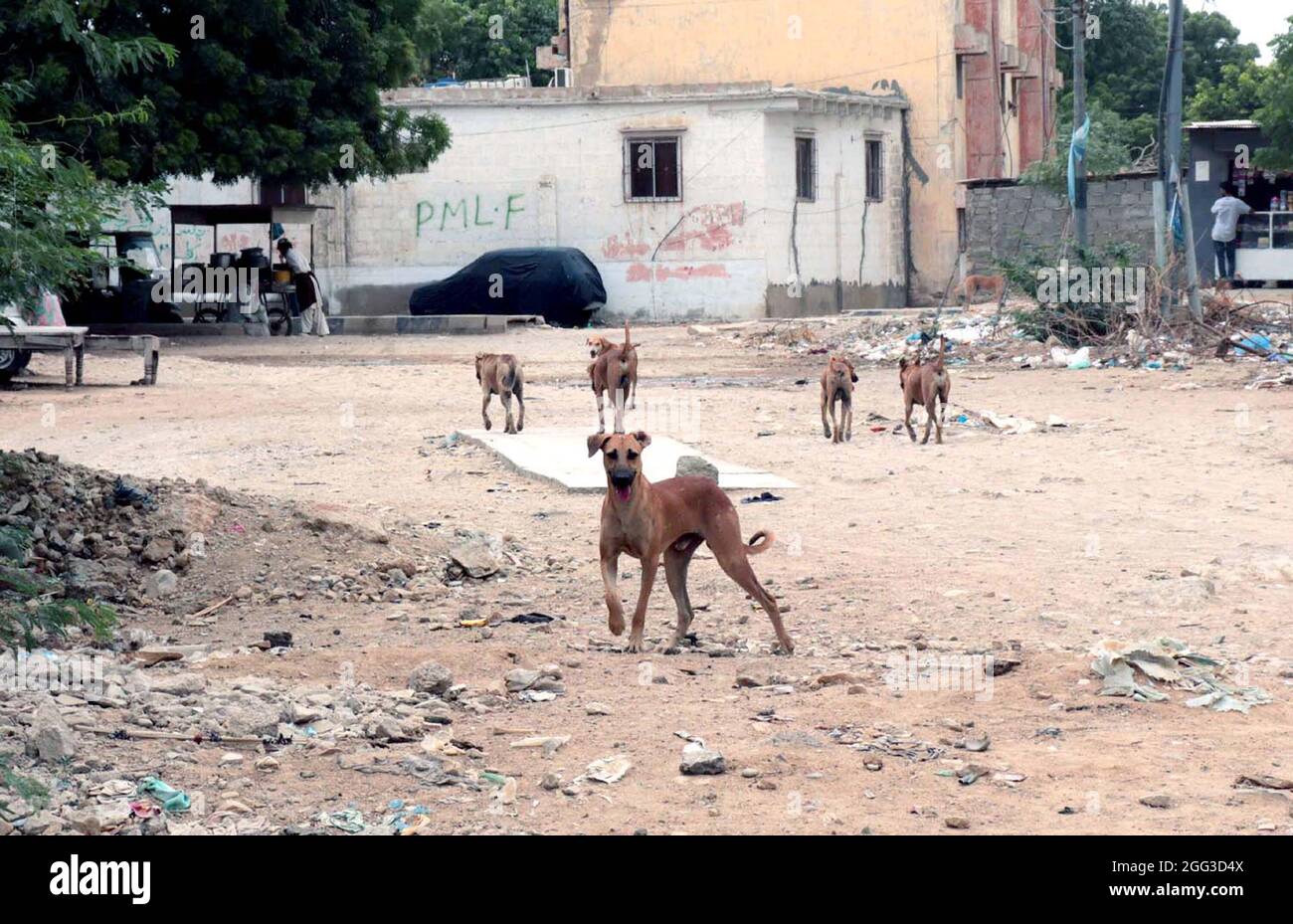 Street dogs are searching for food that may harmful for people showing ...
