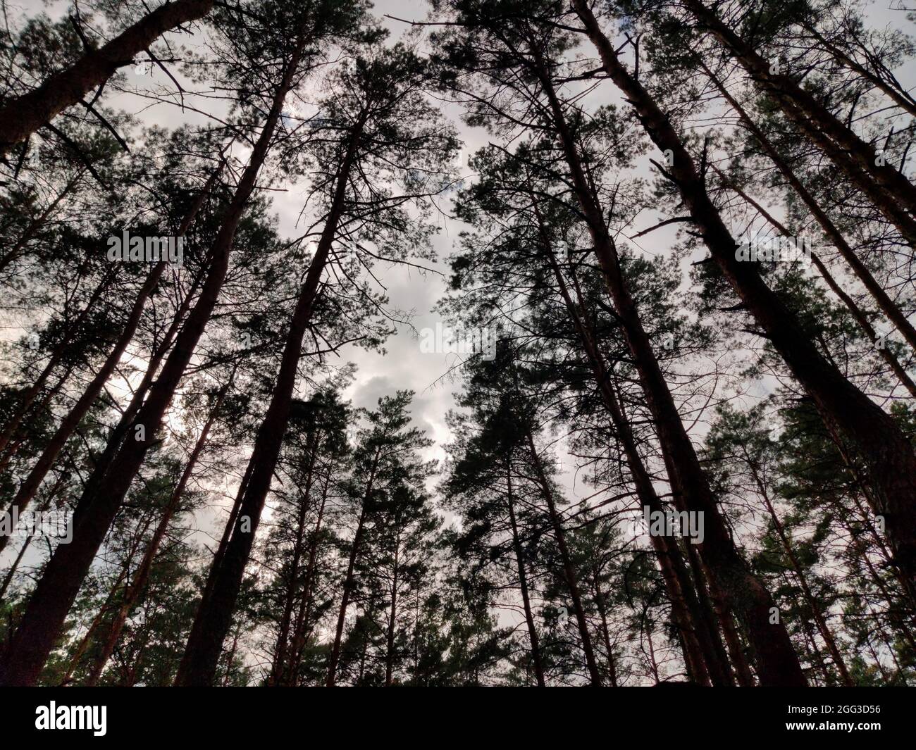 Stretch wood texture hi-res stock photography and images - Alamy