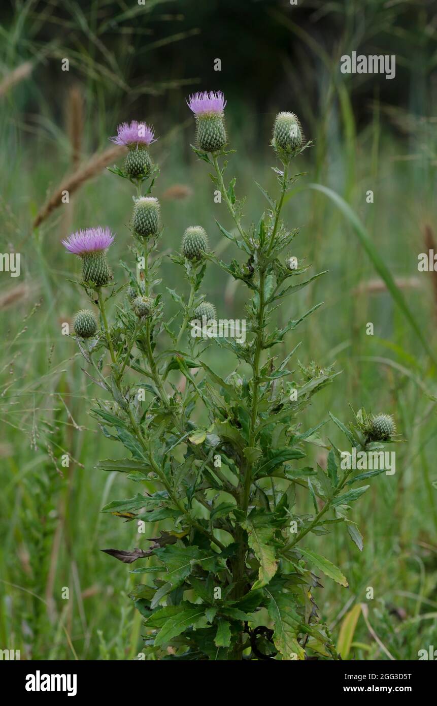 Cirsium altissimum tall thistle hi-res stock photography and images - Alamy