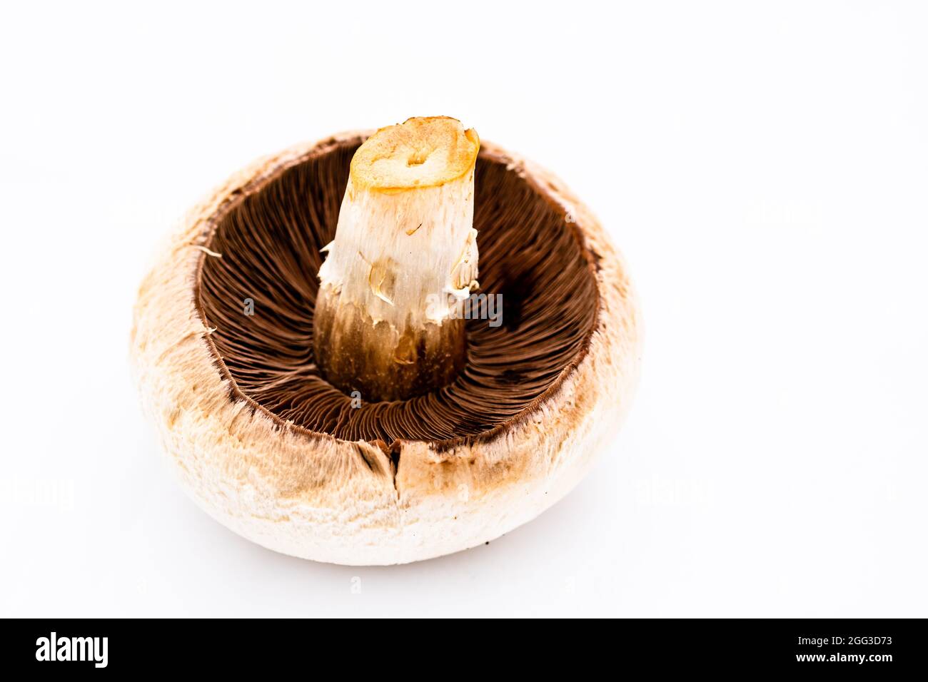 Fresh champignons, champignon mushrooms, close-up, isolated Stock Photo ...