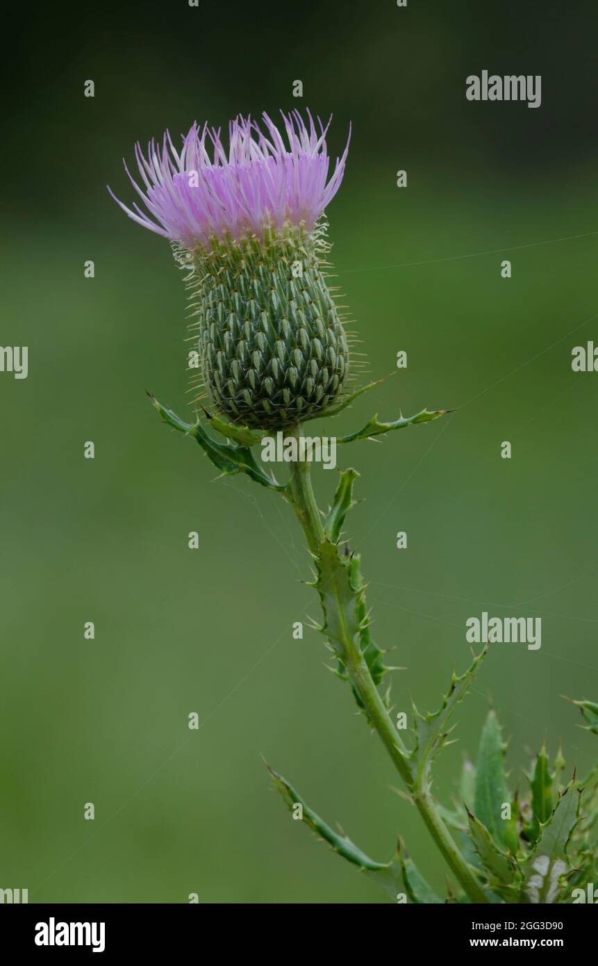 Tall Thistle, Cirsium altissimum Stock Photo - Alamy