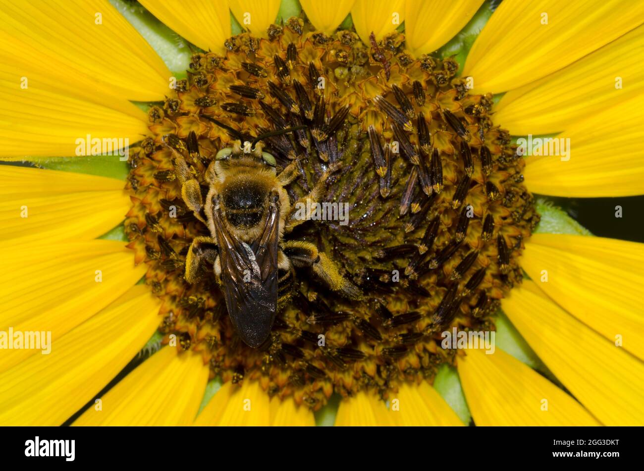 Long-horned Bee, Tribe Eucerini, foraging on Common Sunflower ...