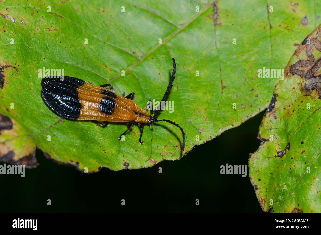 Banded net winged beetle hi-res stock photography and images - Alamy