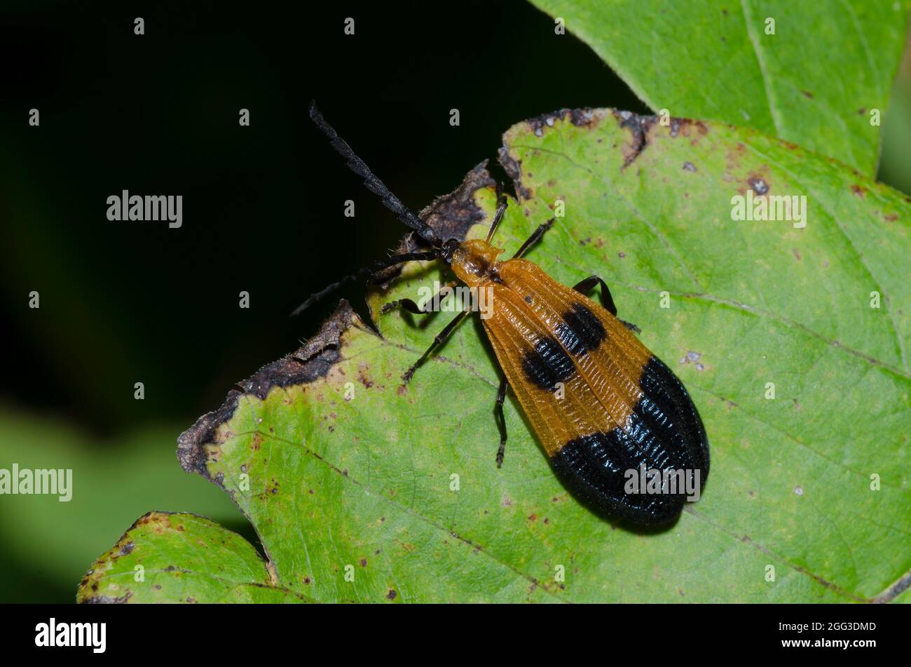 Banded net winged beetle hi-res stock photography and images - Alamy