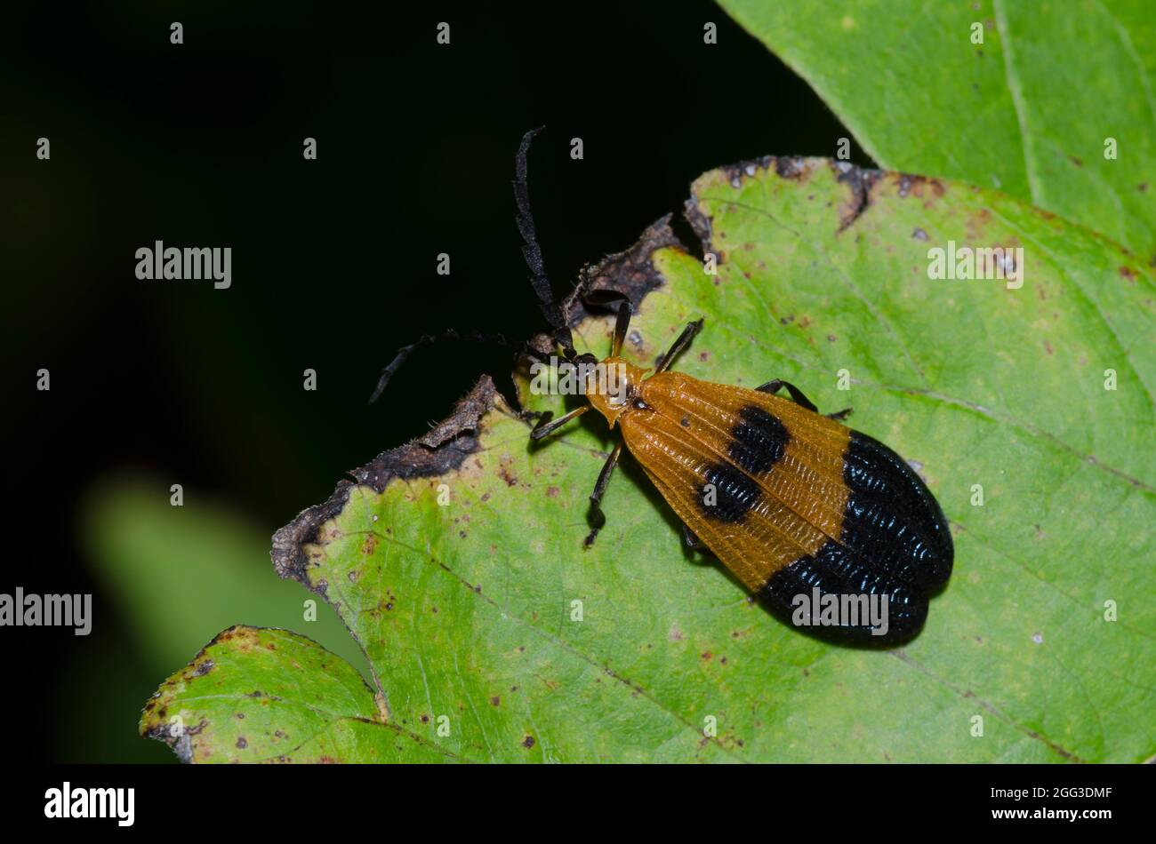End-banded Net-Winged Beetle, Calopteron terminale Stock Photo - Alamy